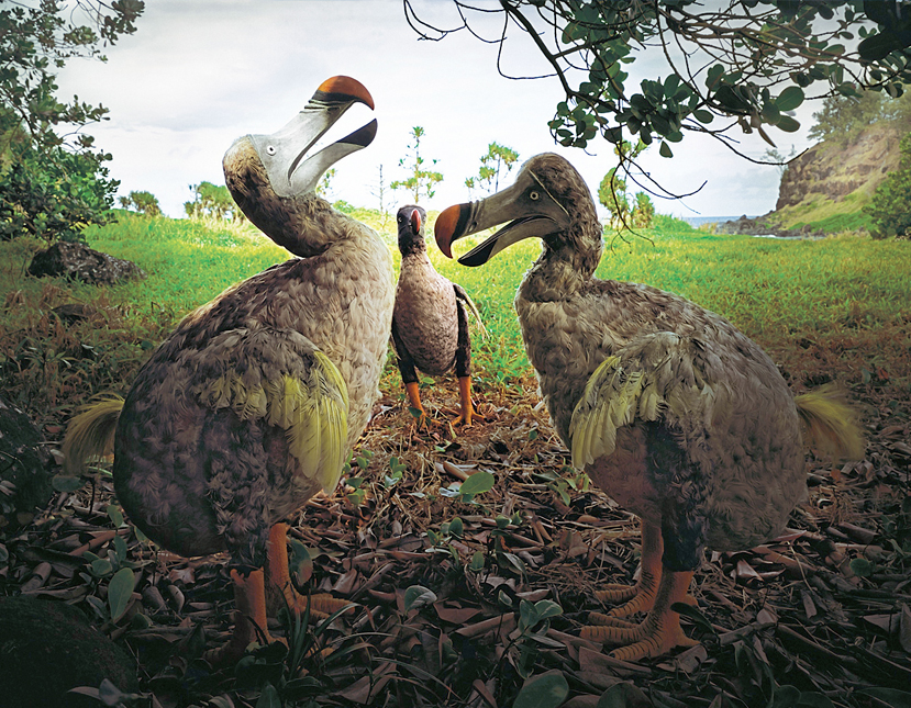Der Dodo - Info-Mauritius